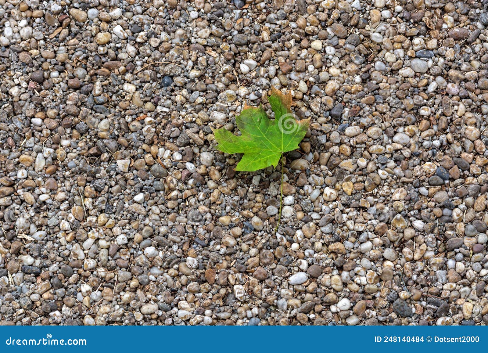 Leaf on the track stock photo. Image of ornament, flora - 248140484