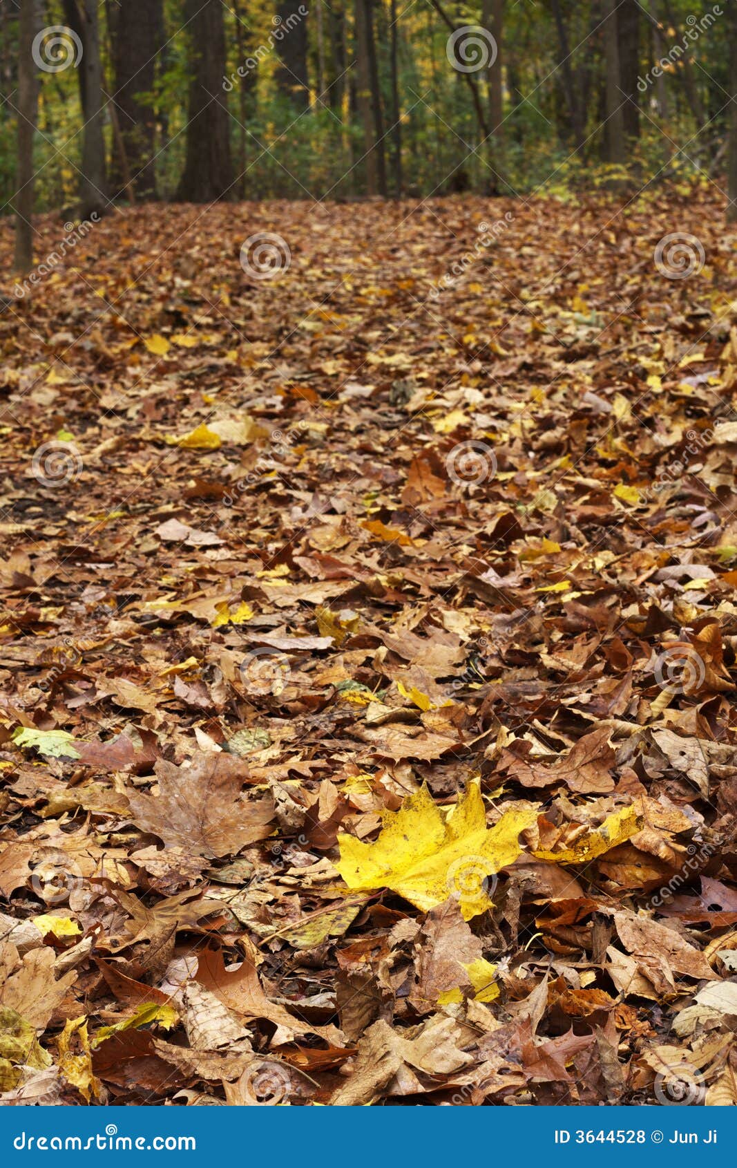 Leaf trail in forest stock photo. Image of leaves, outdoor - 3644528