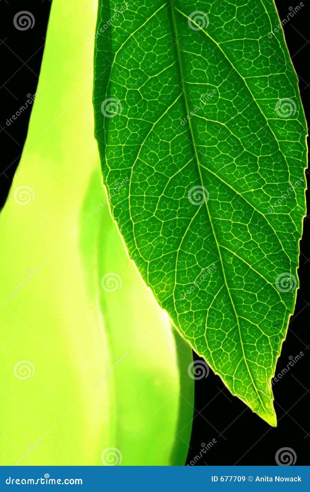 Leaf Transparency stock image. Image of green, fall, ornamental - 677709