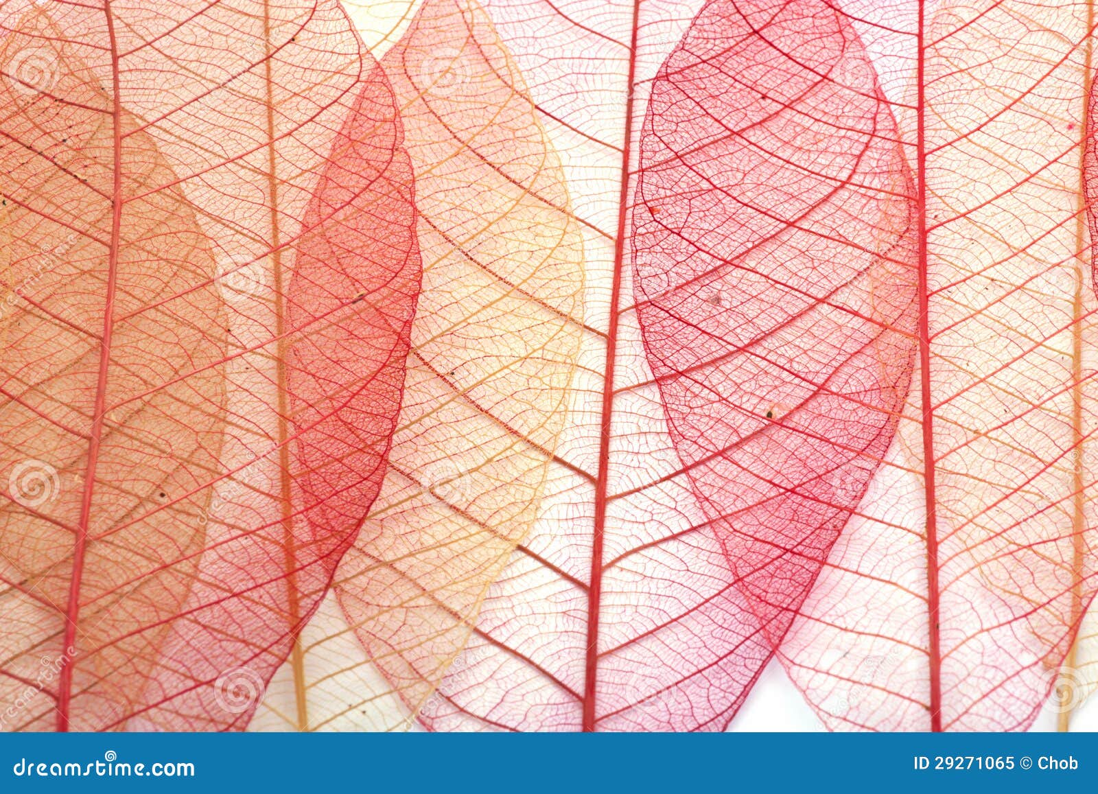 Easter Frames Transparent Background Stock Photos - Free & Royalty-Free ...