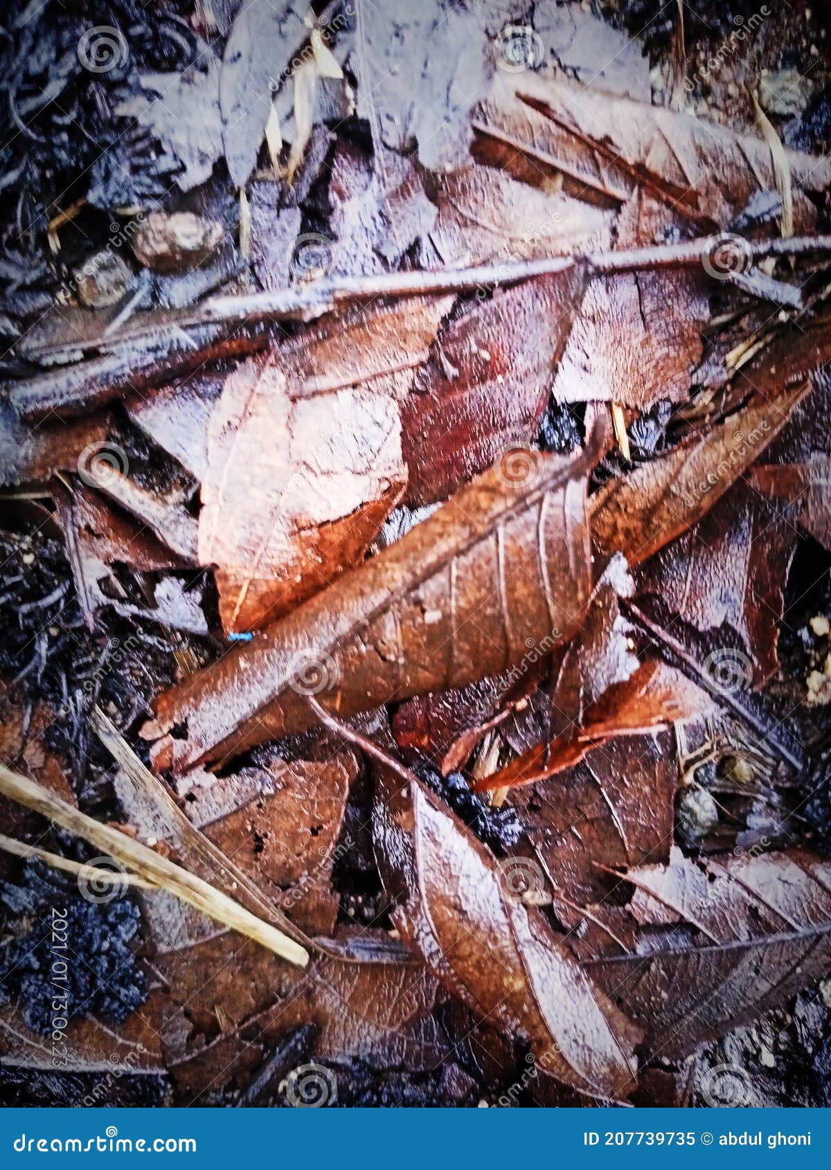 Leaf Trash in My House Tree Leaf Stock Image - Image of tree, house ...