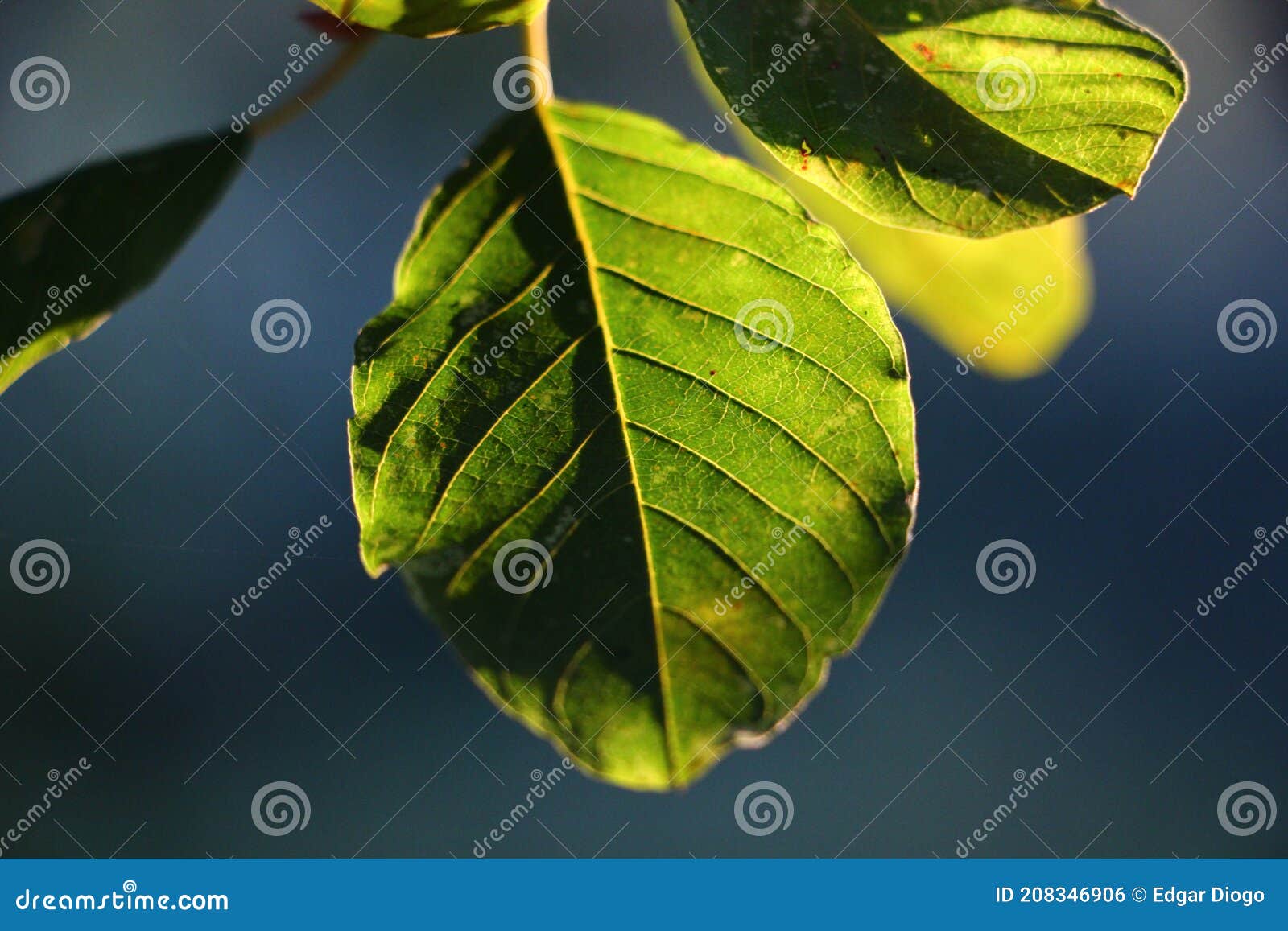 Leaf of a tree stock photo. Image of food, fruit, yellow - 208346906