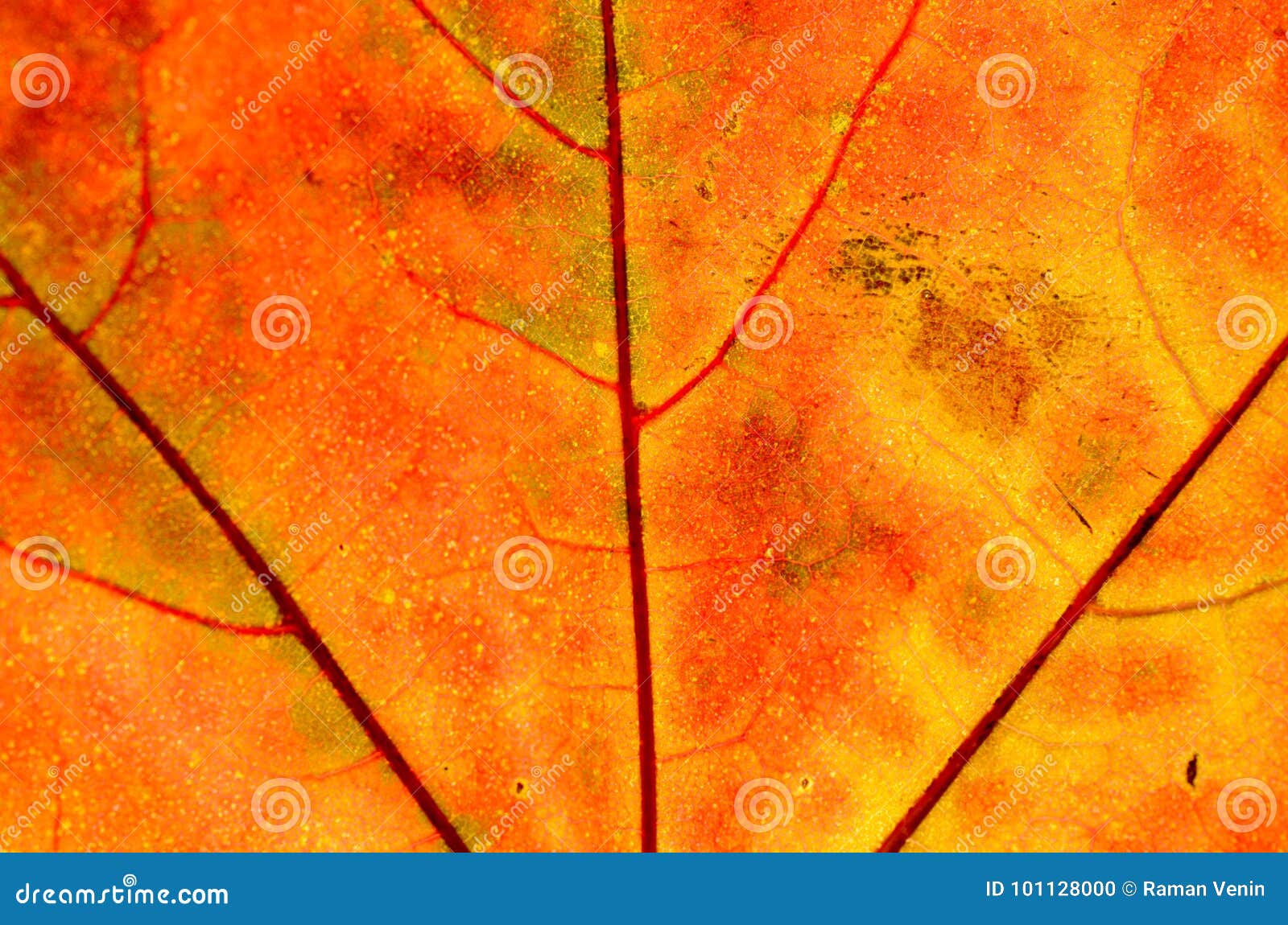 A Leaf of a Tree in Autumn in Macro on a Skylight. Stock Photo - Image ...