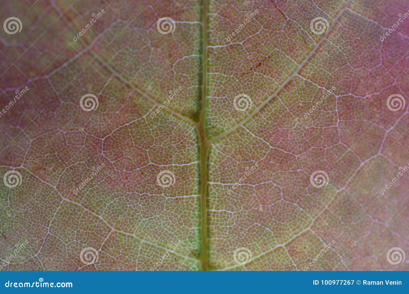 A Leaf of a Tree in Autumn in Macro on a Skylight. Stock Image - Image ...
