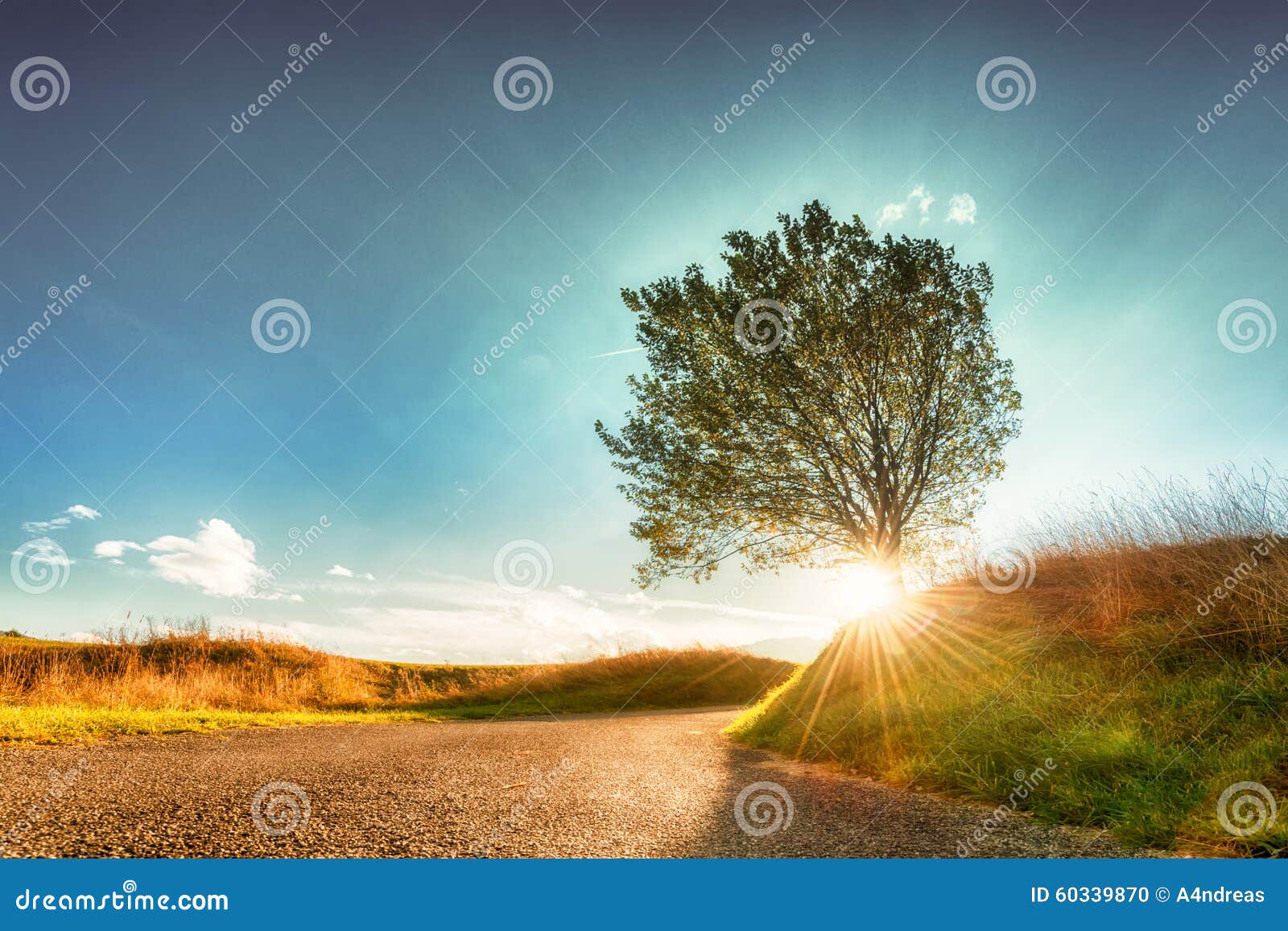 Leaf Tree at Autumn Next To Road Stock Photo - Image of asphalt, color ...