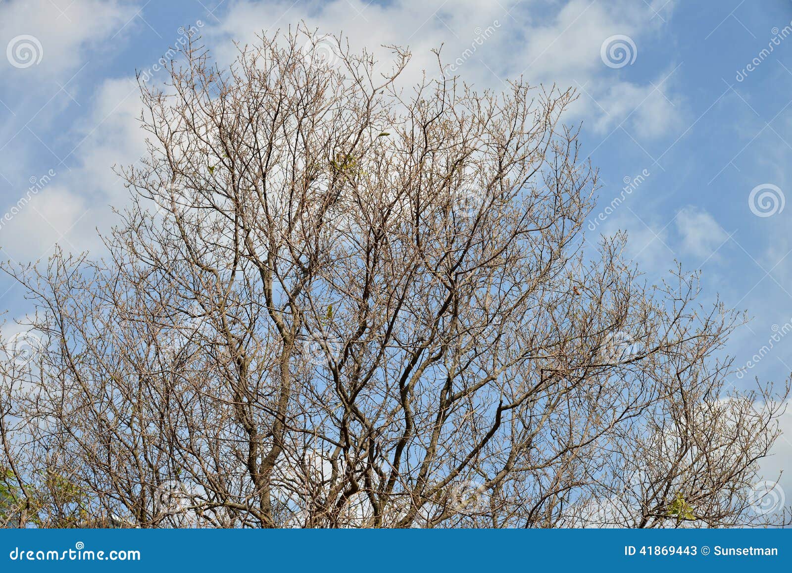Leaf less Tree stock image. Image of season, branches - 41869443