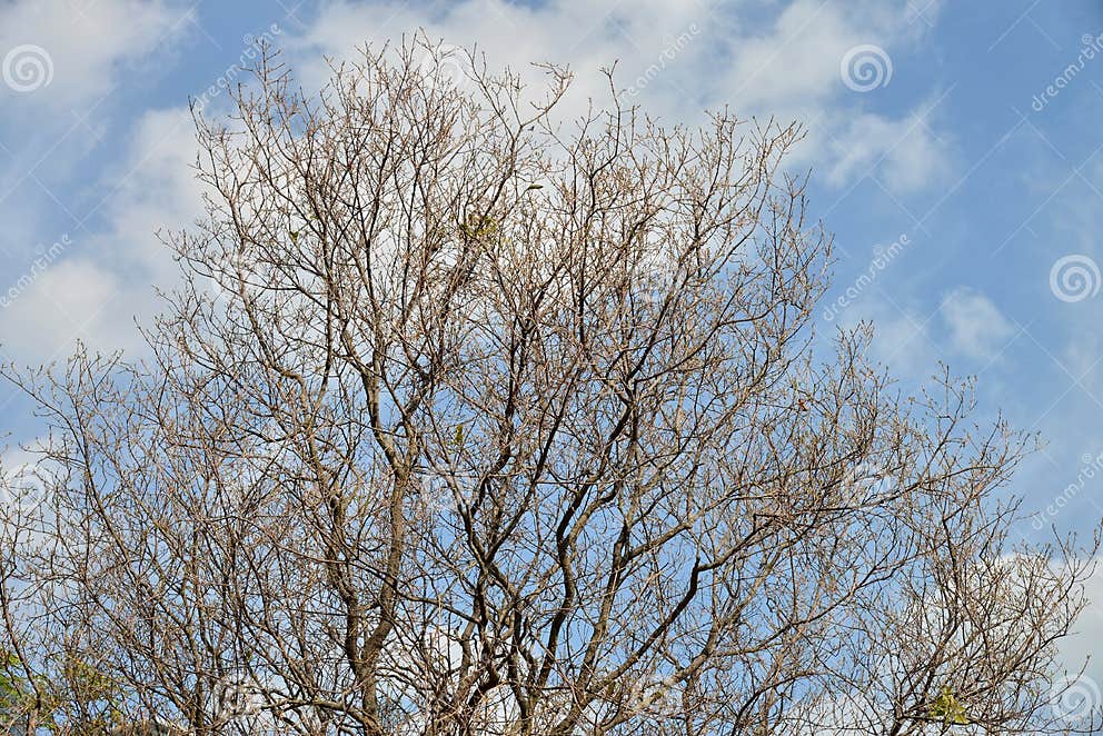 Leaf less Tree stock image. Image of season, branches - 41869443