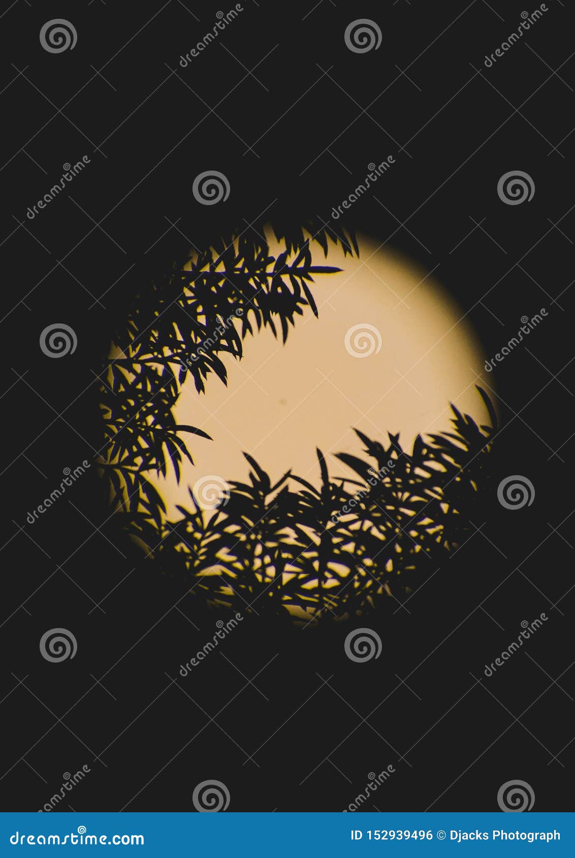 Leaf Tree on Big Moon Background Stock Photo - Image of bright, full ...