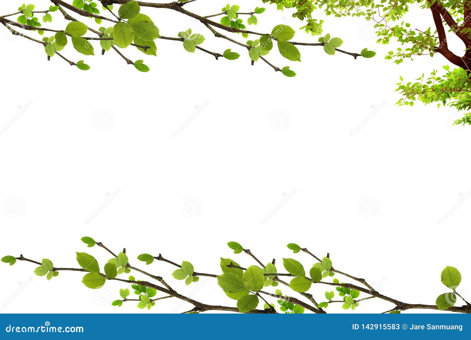 Leaf and Tree Branch Frame Isolated on White Background. Stock Image ...