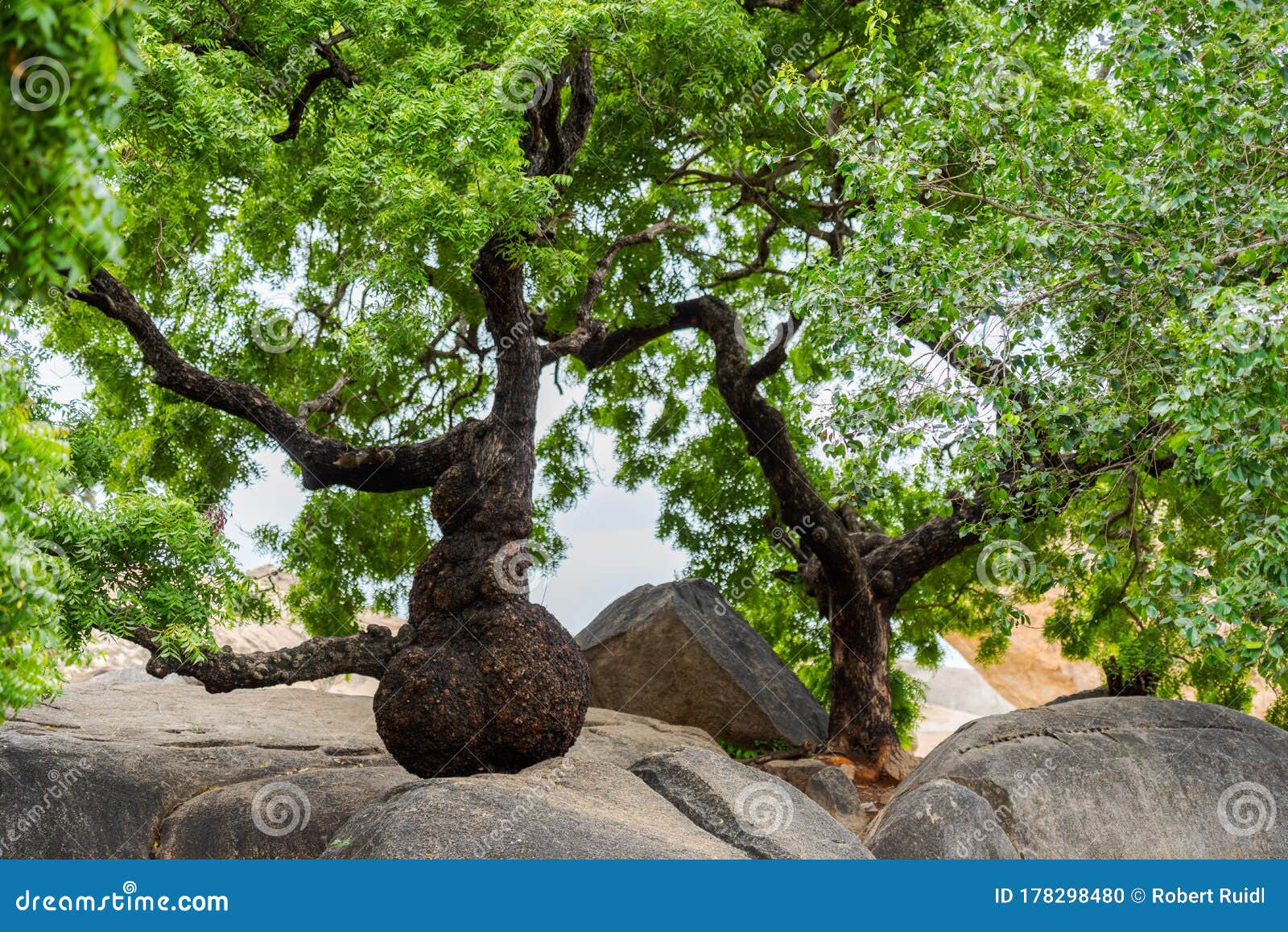 Leaf Tree with Bulky Round Trunk Growing Directly Out of a Rock in ...