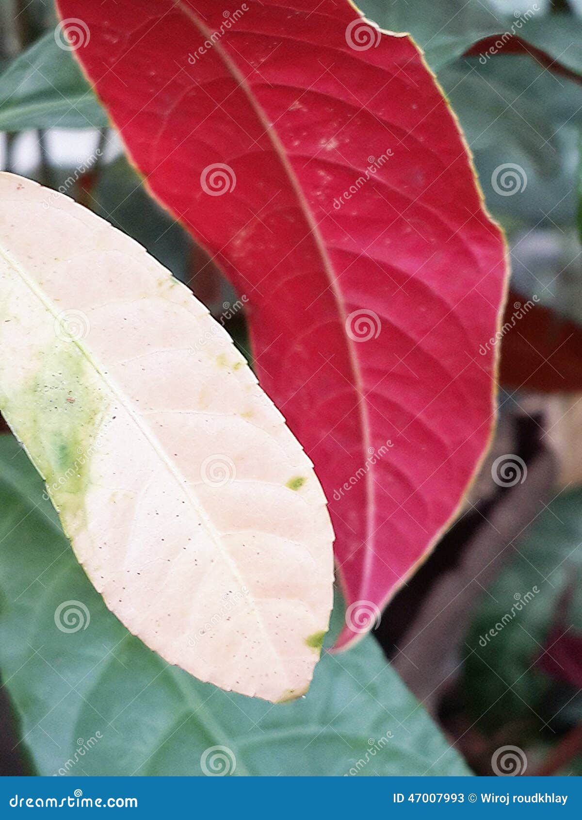 Leaf stock image. Image of colors, aromatic, white, healthy - 47007993