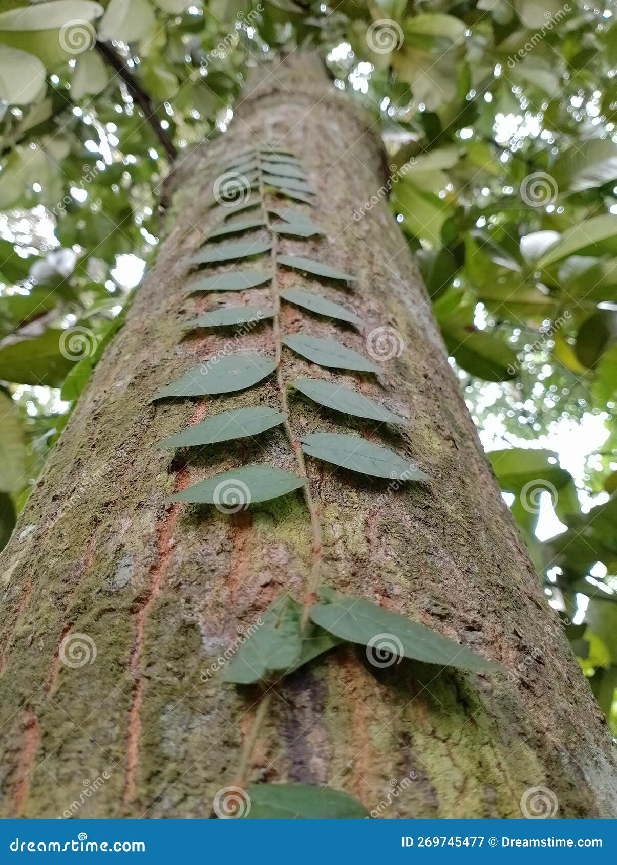 Leaf on tree forest stock image. Image of autumn, produce - 269745477