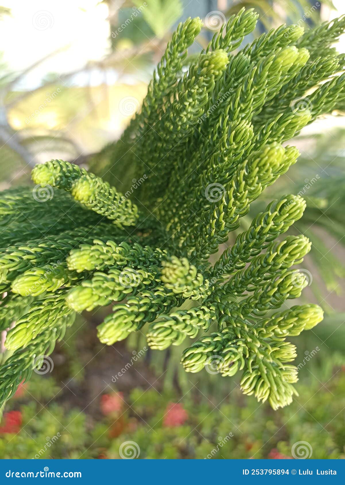 Leaf of the Tree in Front of the Office Stock Photo - Image of plant ...