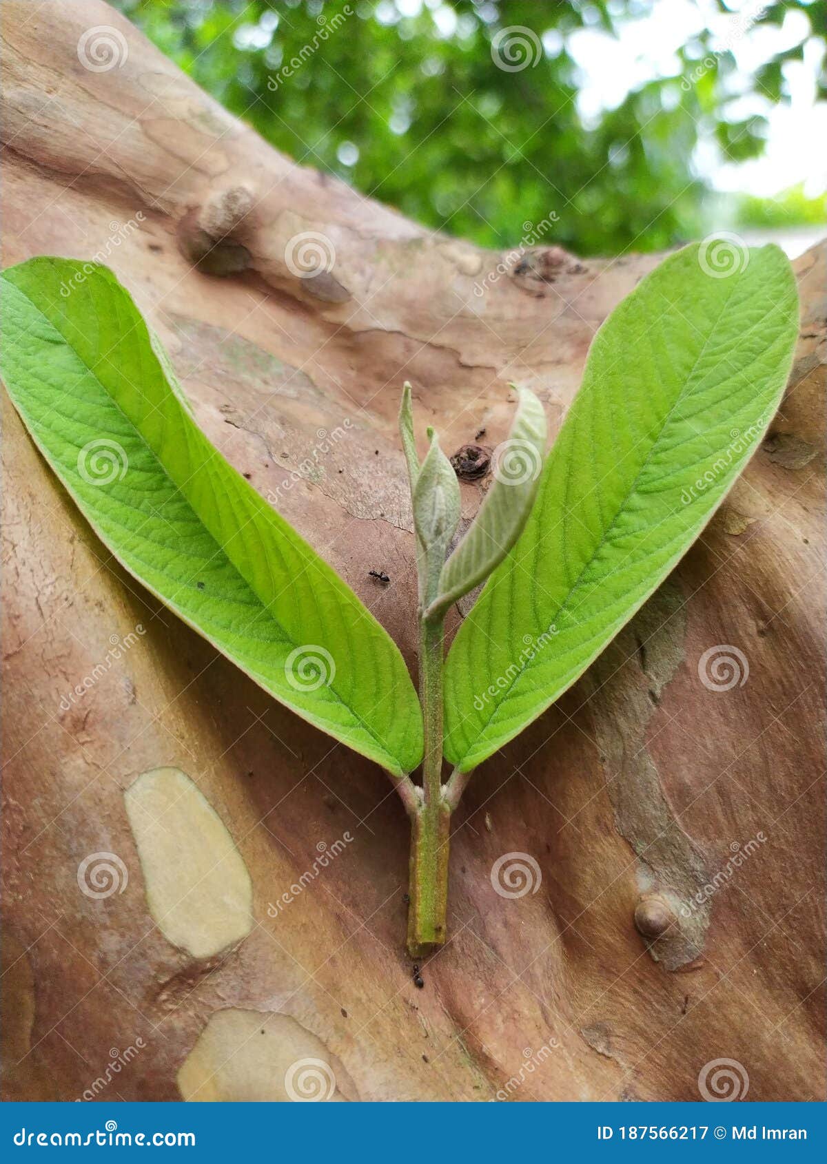 Leaf tree gueva sky stock image. Image of tree, leaf - 187566217
