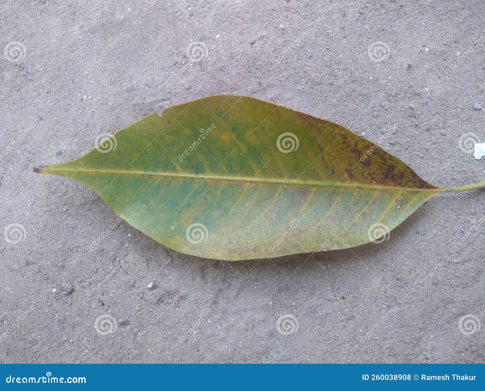 LEAF of TREE in INDIA SEMARA Stock Photo - Image of lucknow, india ...