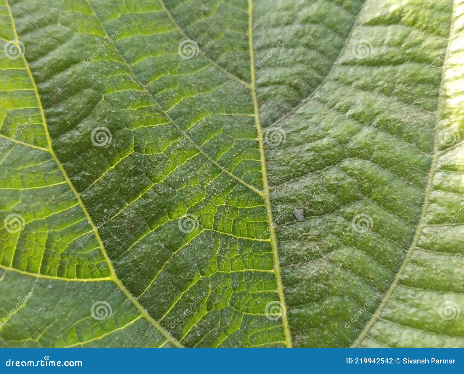 Leaf and tree stock photo. Image of herb, grass, nature - 219942542