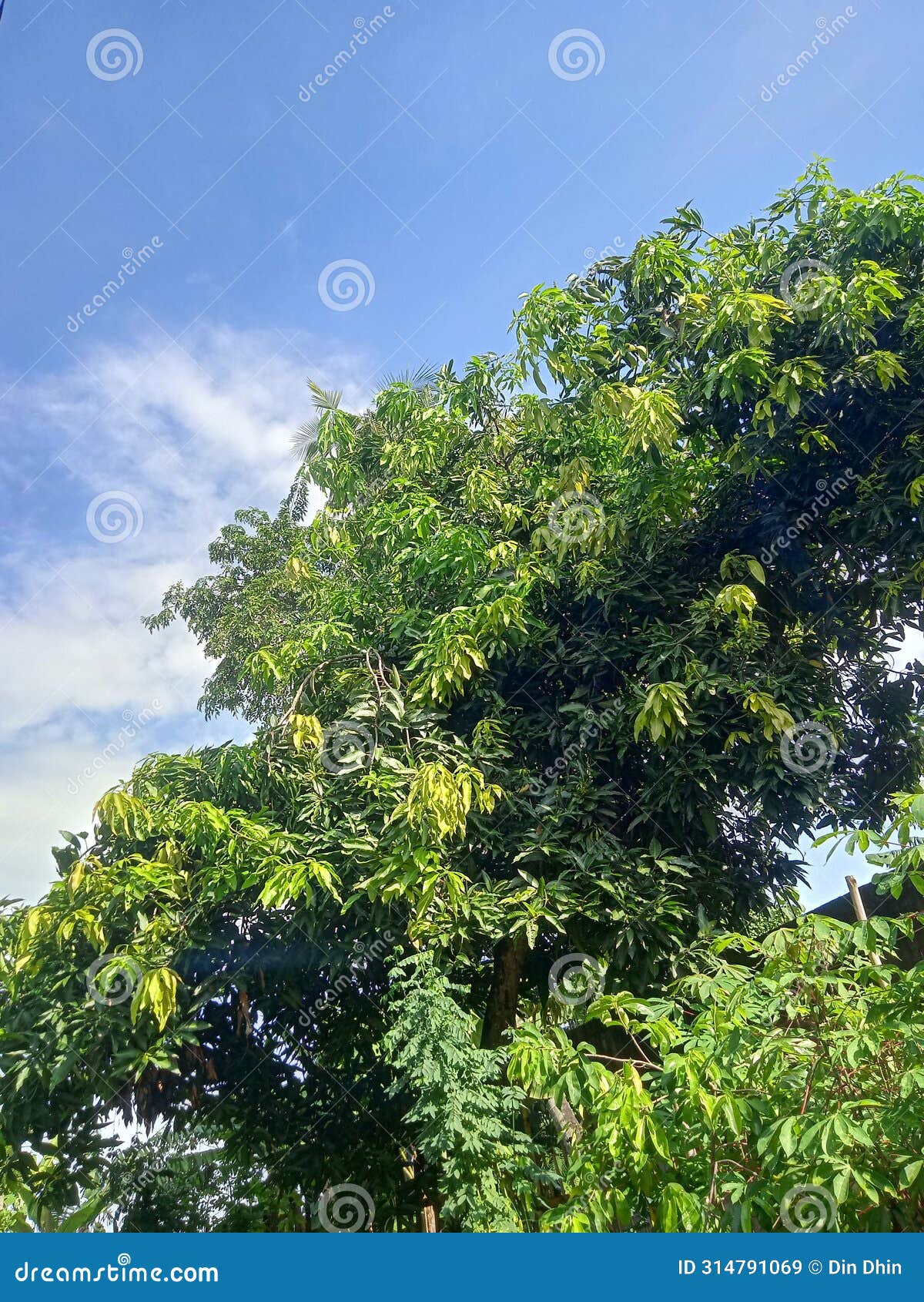 Leaf tree manggo stock image. Image of manggo, tree - 314791069