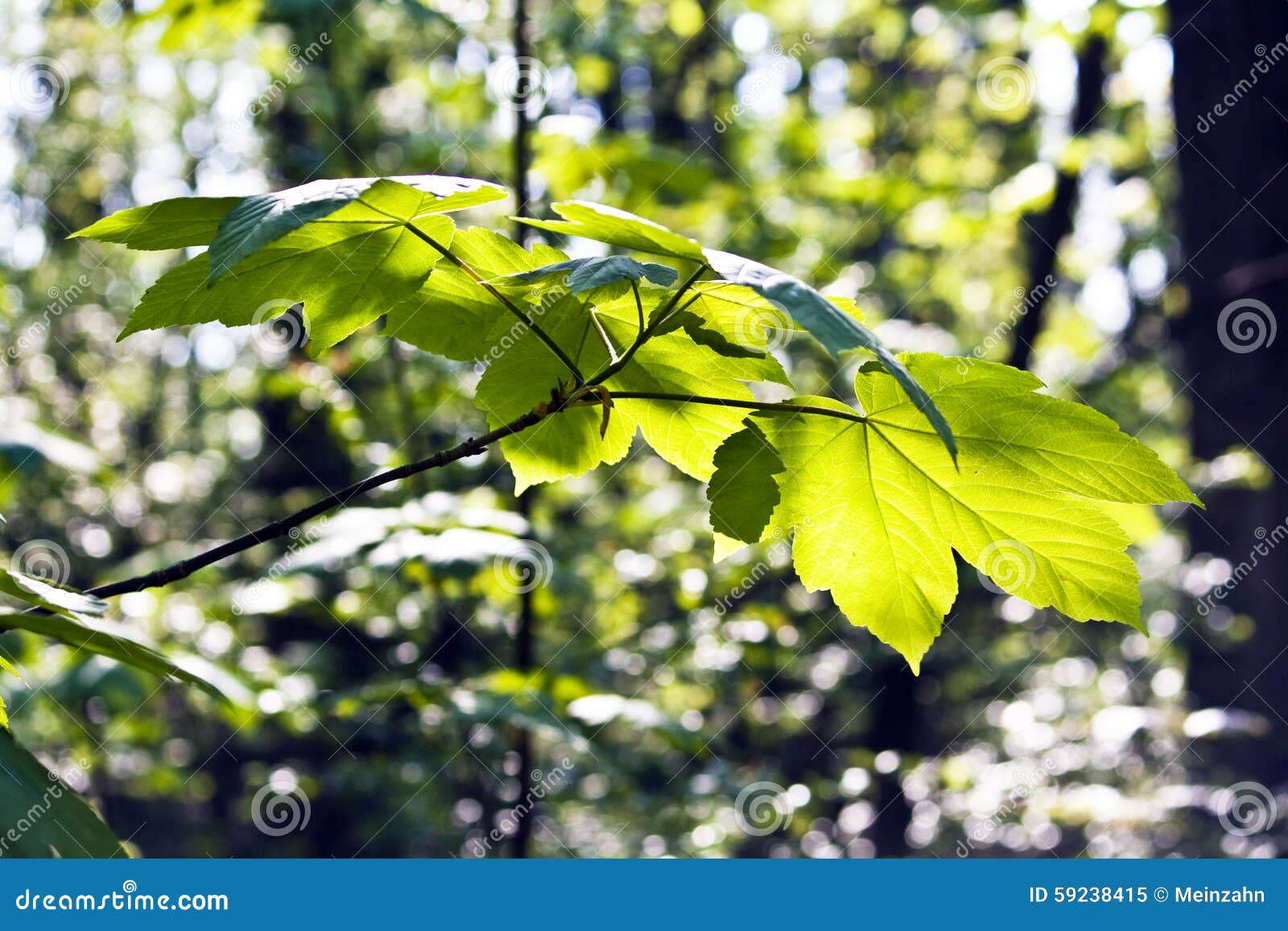 Leaf of a Tree in Morning Light Stock Image - Image of nature ...