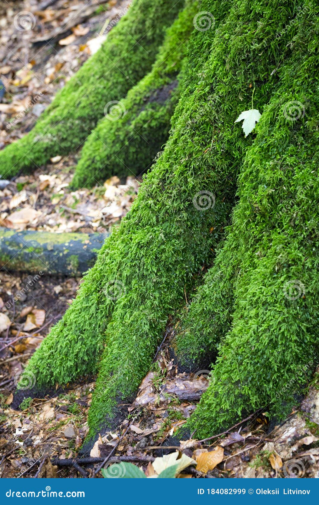 Leaf of a Tree among Moss Covering a Tree Trunk Stock Image - Image of ...
