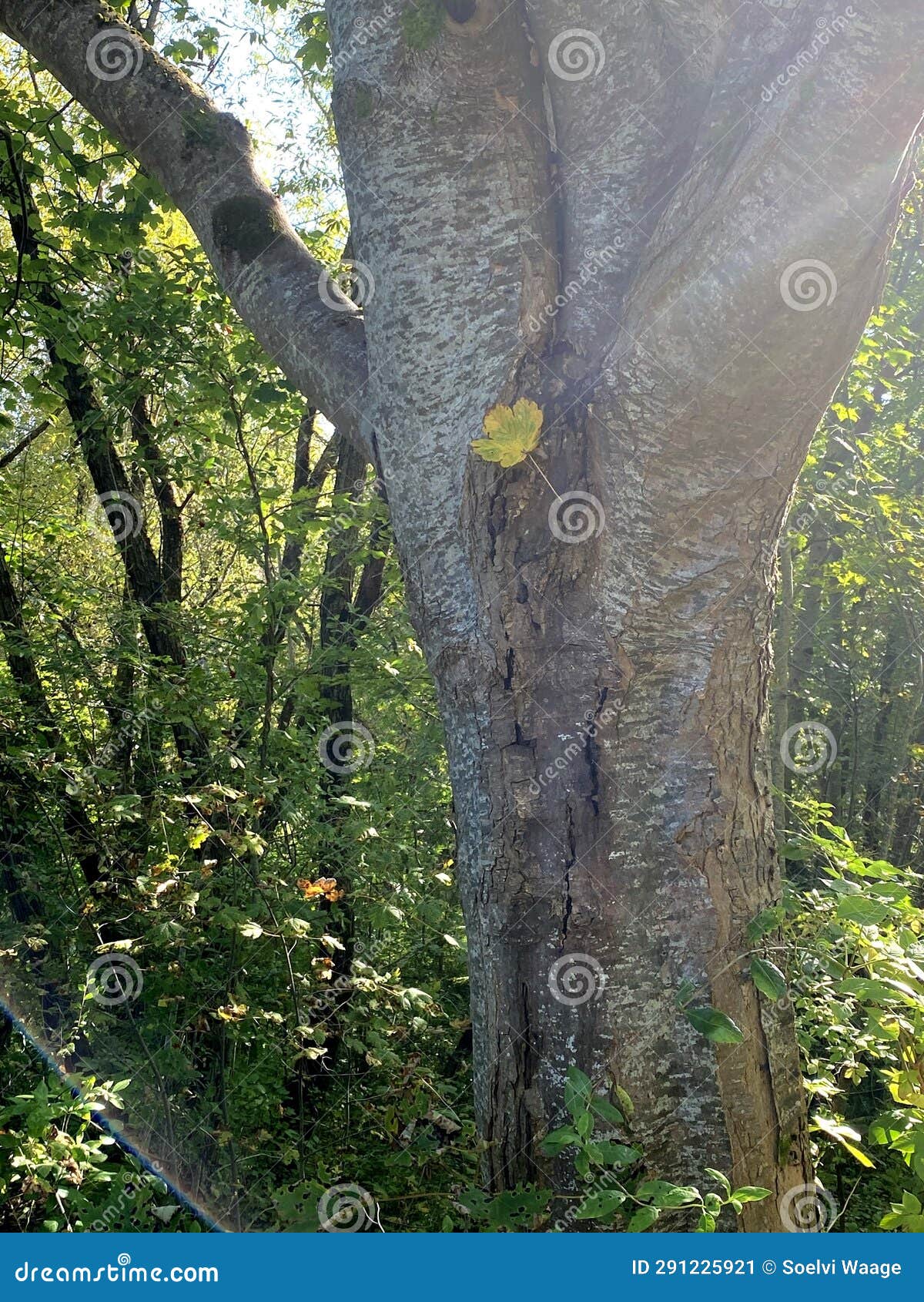 A Leaf on the Tree in the Nature Stock Image - Image of woodland, green ...