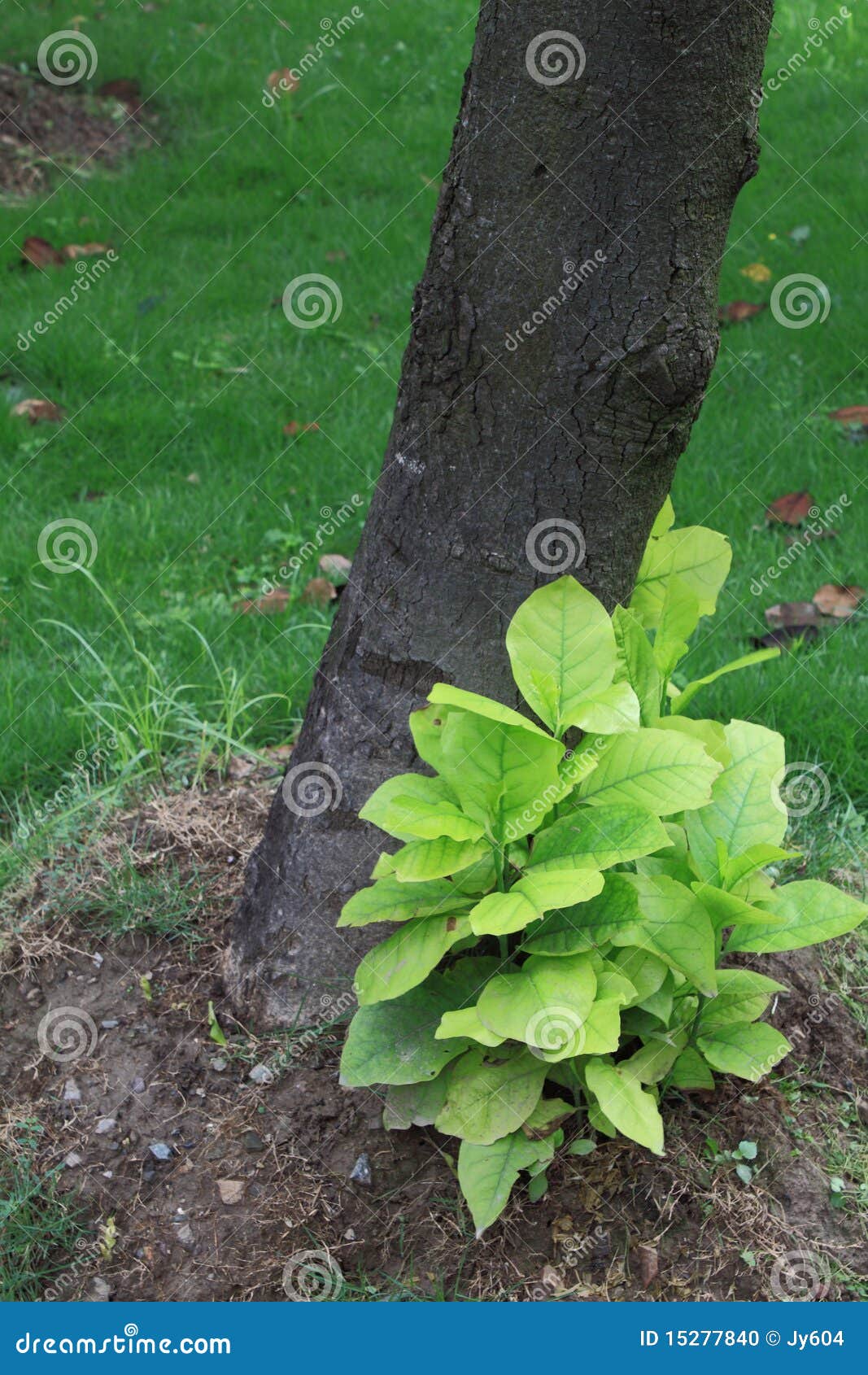 Leaf by the tree root stock photo. Image of field, close - 15277840