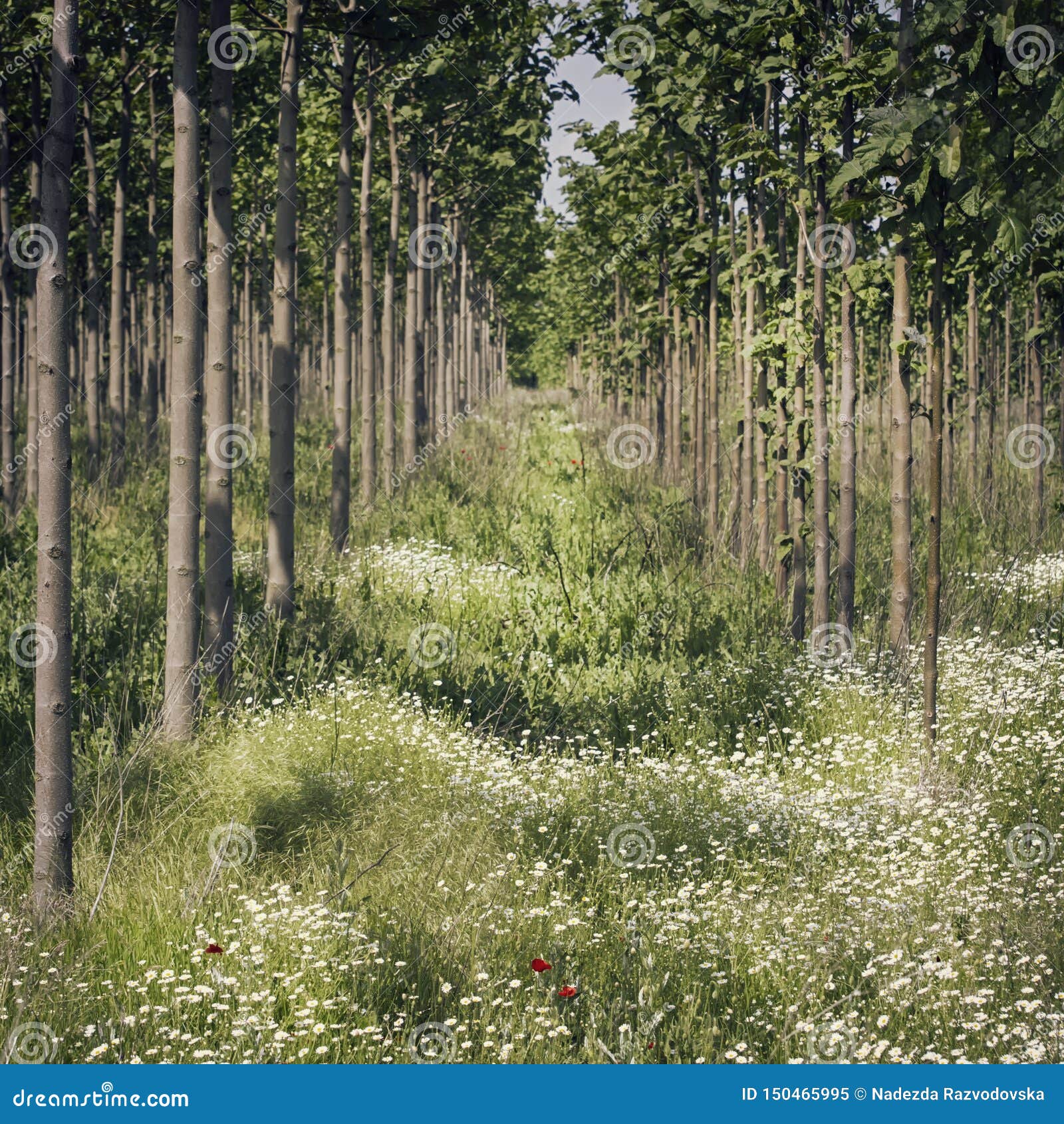Leaf tree Rows stock image. Image of tree, nature, grass - 150465995