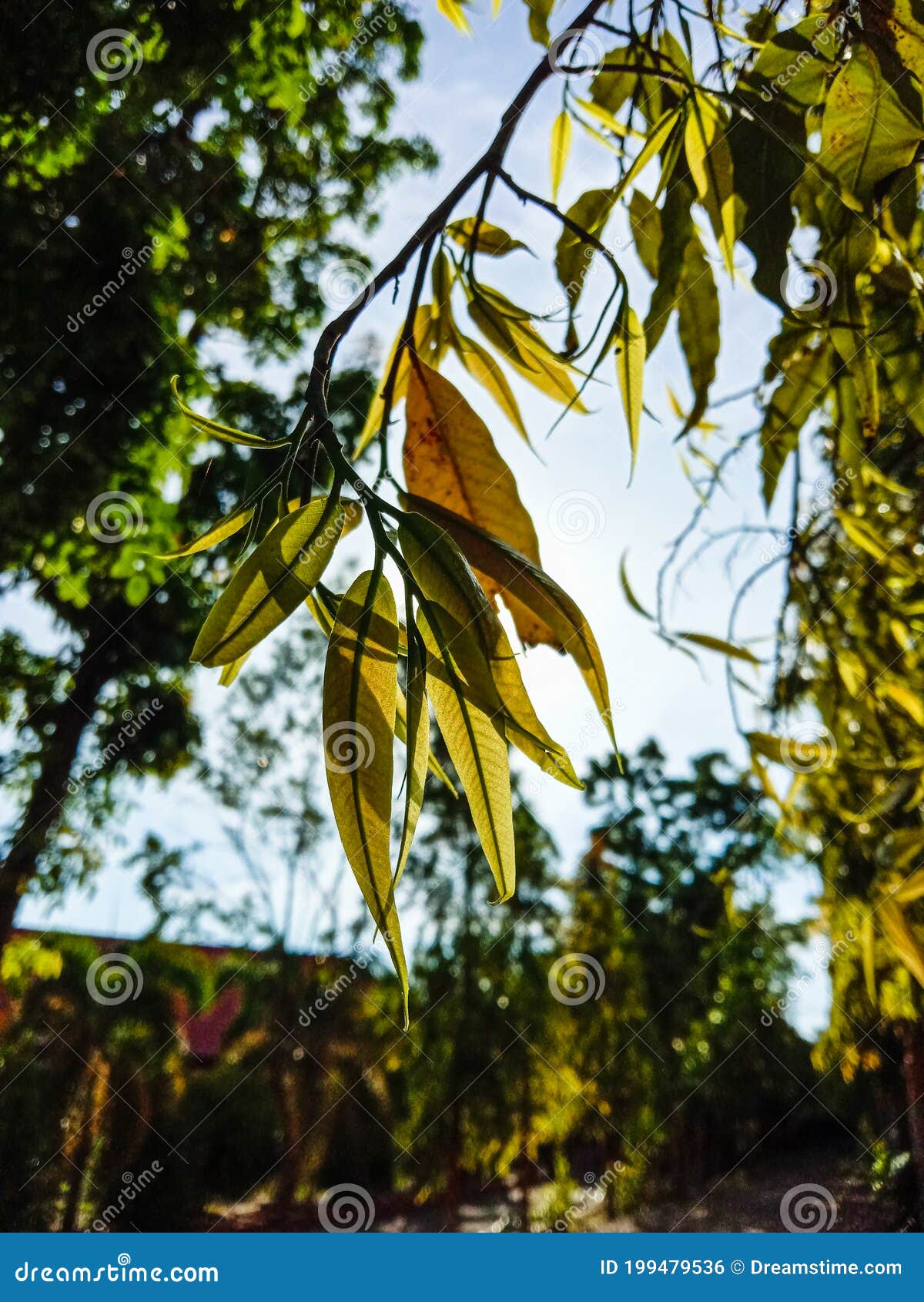 Leaf tree with shadow stock photo. Image of woodland - 199479536