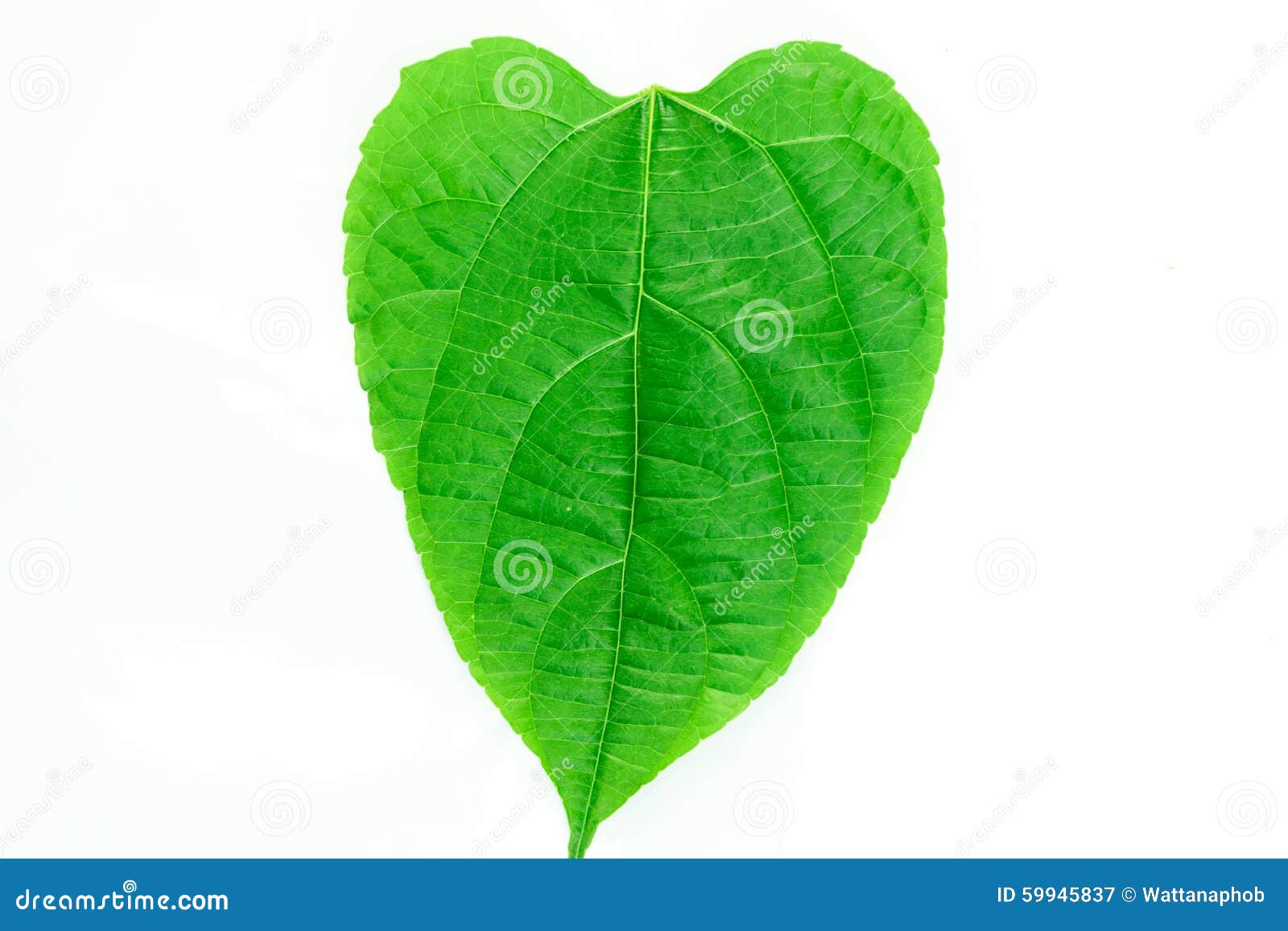 Leaf tree texture stock image. Image of background, brown - 59945837