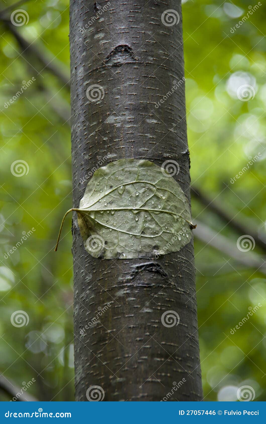 Leaf on a tree trunk stock photo. Image of path, undergrowth - 27057446
