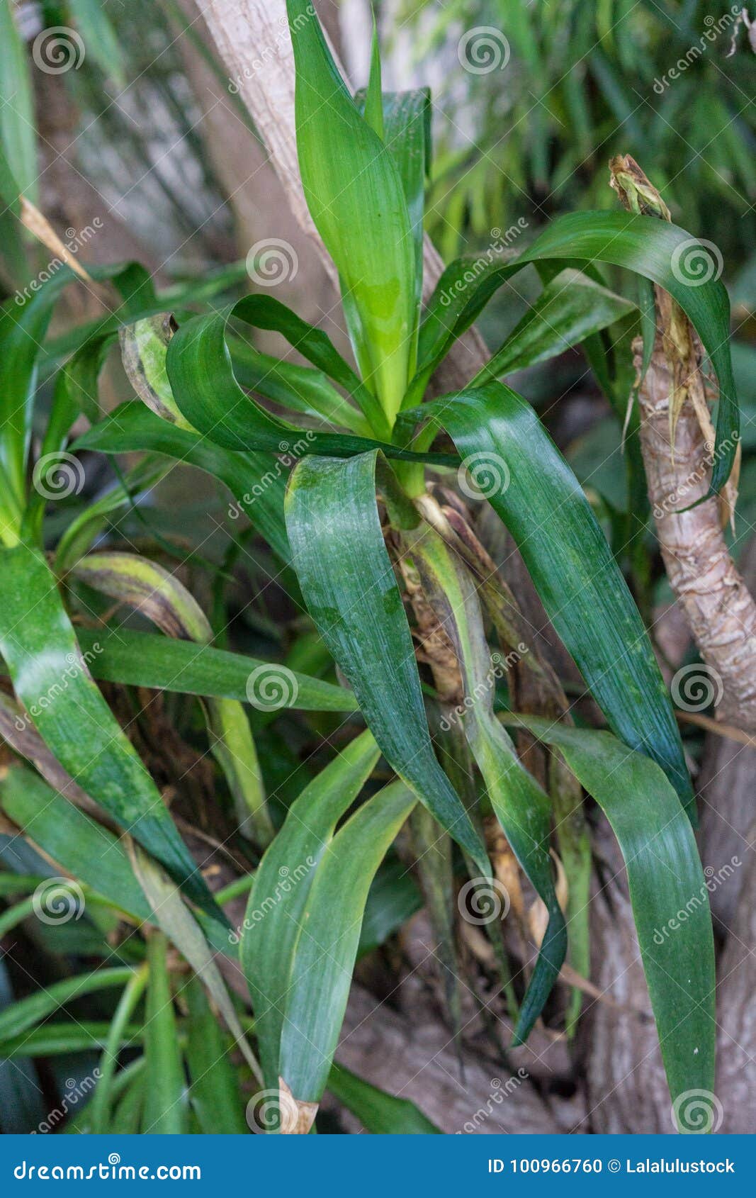 Leaf and Tree Trunk from Yucca Elephantipes Agavaceae from Mexiko and ...