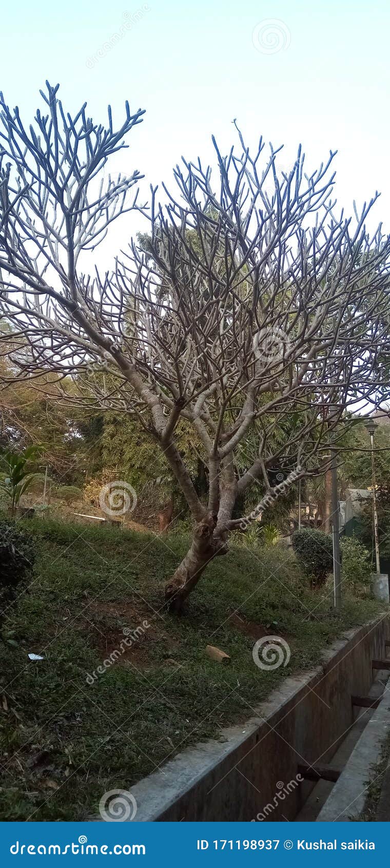 Without Leaf Trees in Assam, it& X27;s so Beautiful Stock Image - Image ...