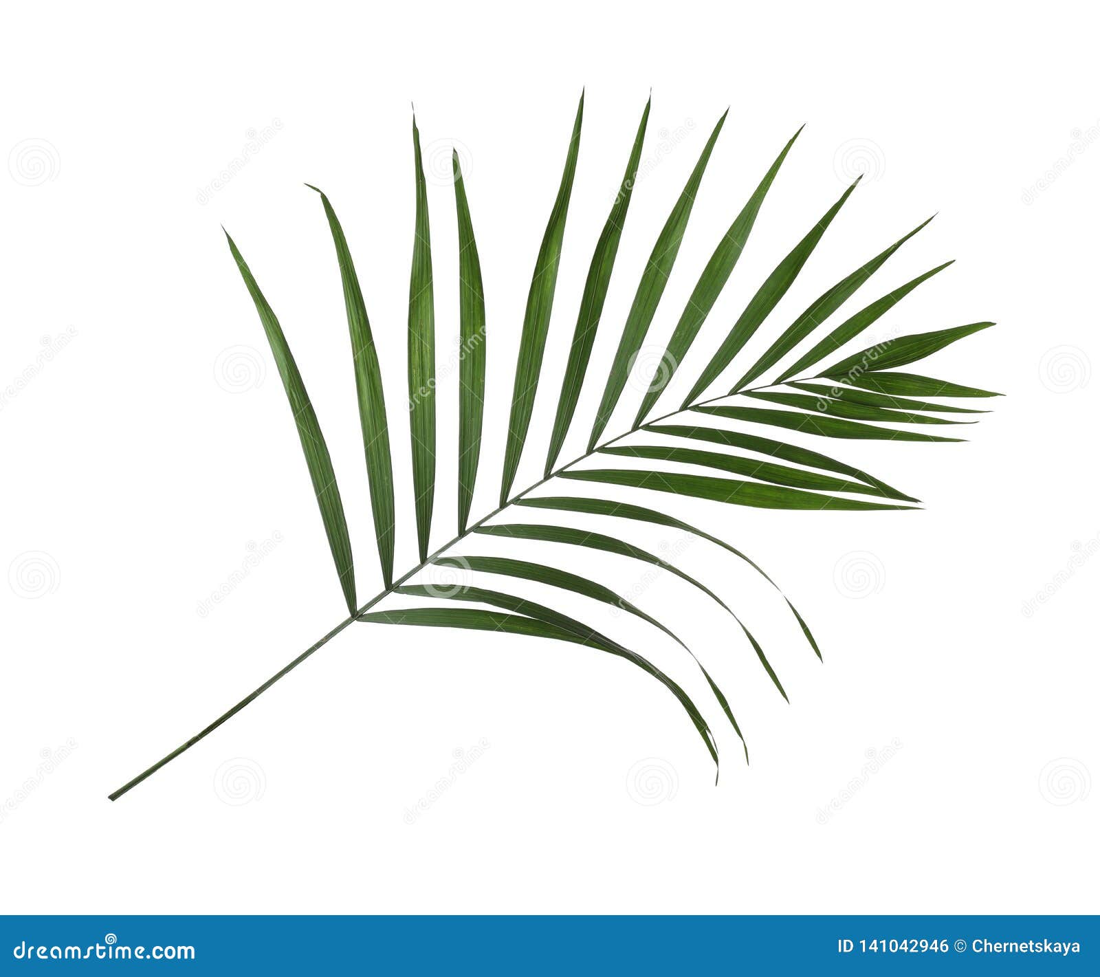 Leaf of tropical palm tree stock photo. Image of forest - 141042946