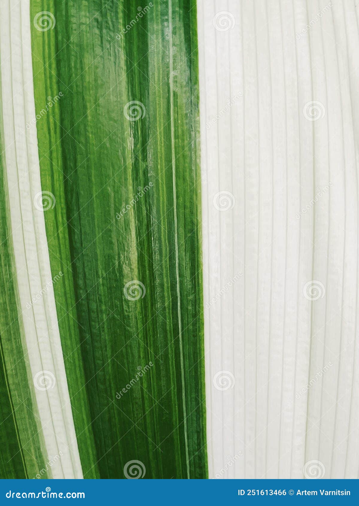 Leaf of a Tropical Plant with Green and White Colors Stock Photo ...