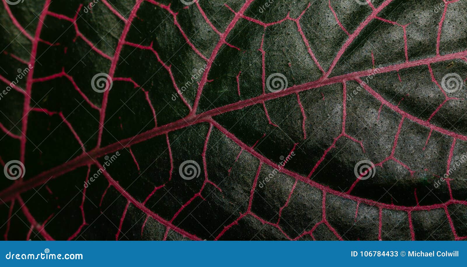 Tropical Leaf with Red Veins Stock Image - Image of tropical, leaf ...