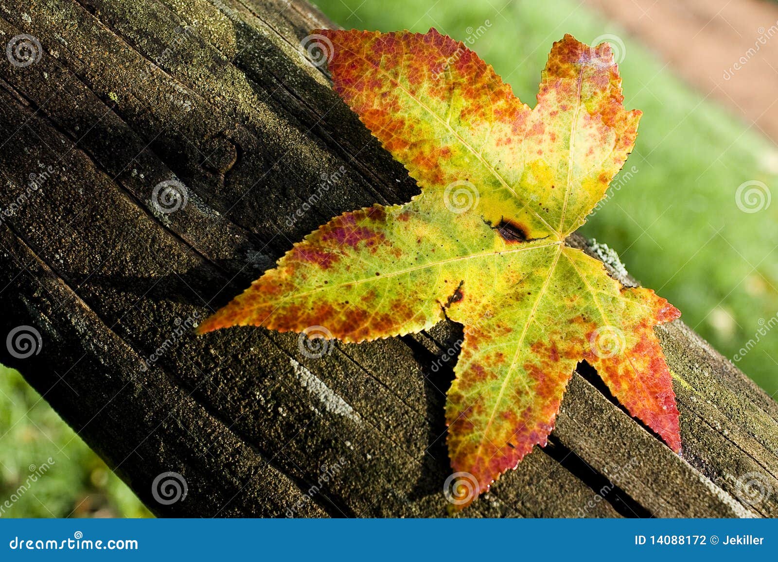 Leaf on a trunk stock photo. Image of abstract, park - 14088172