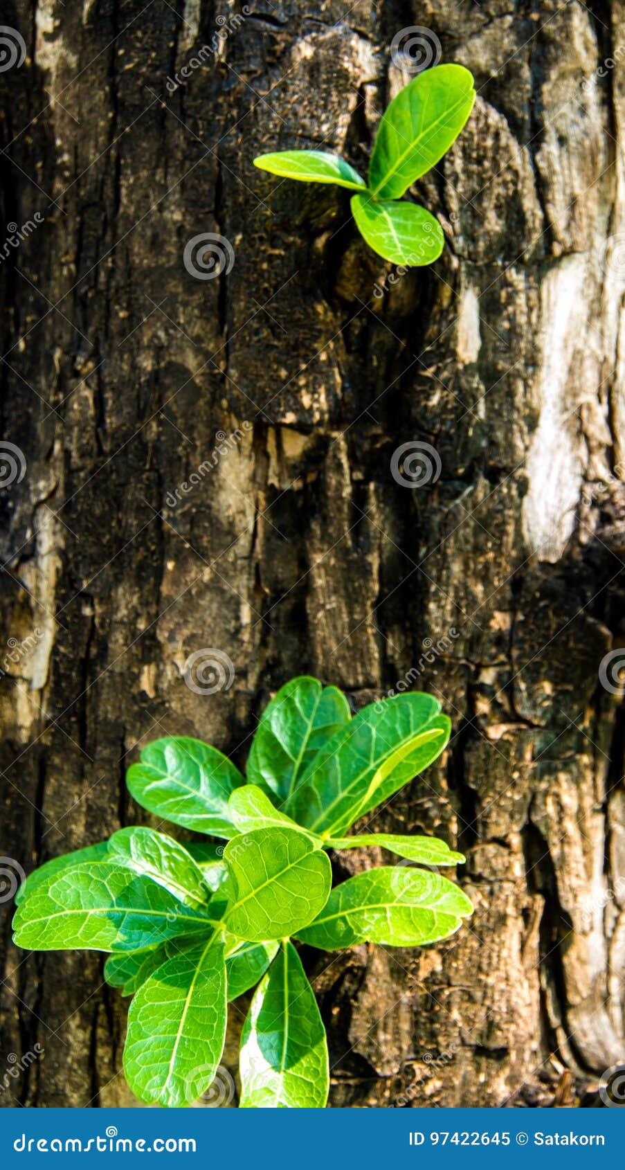 Leaf and Trunk of Calabash Tree Stock Image - Image of calabash, leaf ...