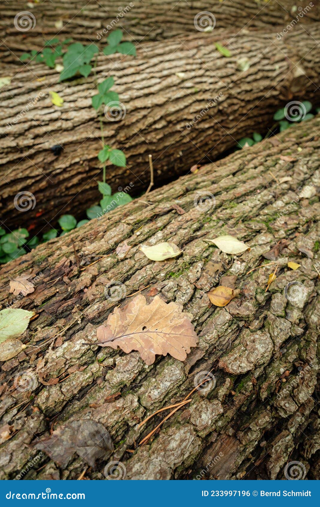 Leaf and Trunks of Oak Trees Stock Photo - Image of aged, leaf: 233997196