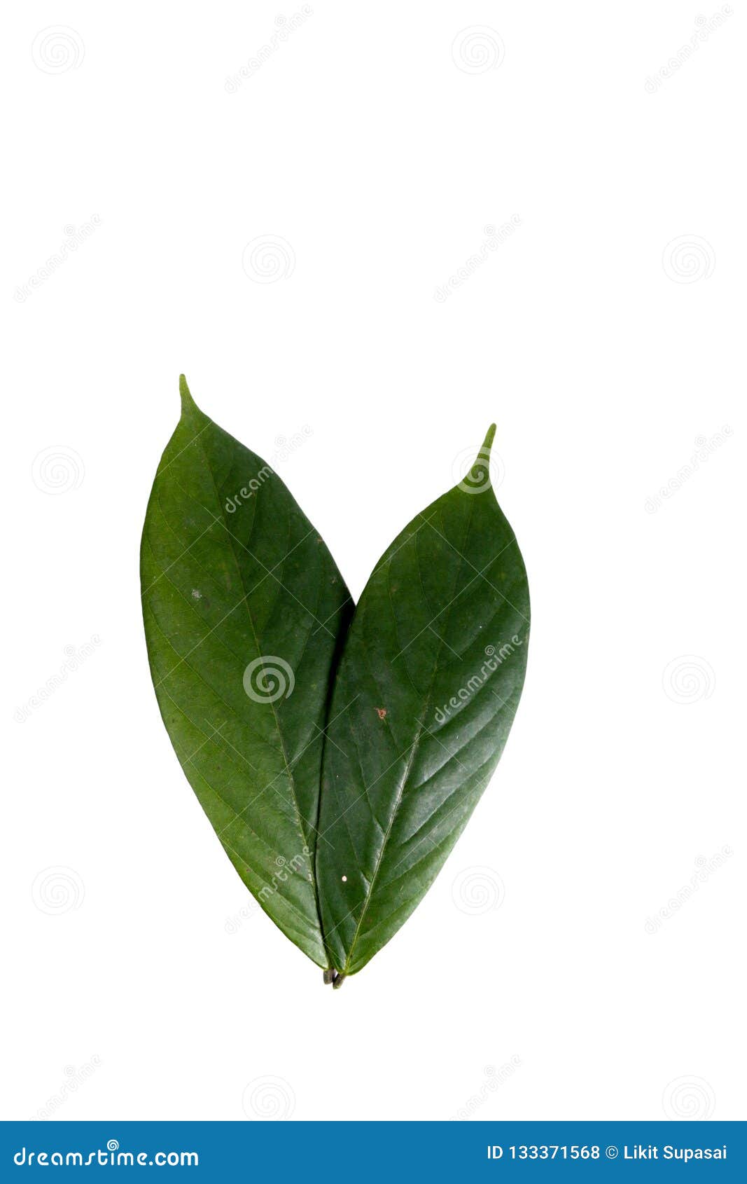 Leaf Tuba Root , Derris Thai White Background in Studio Stock Photo ...