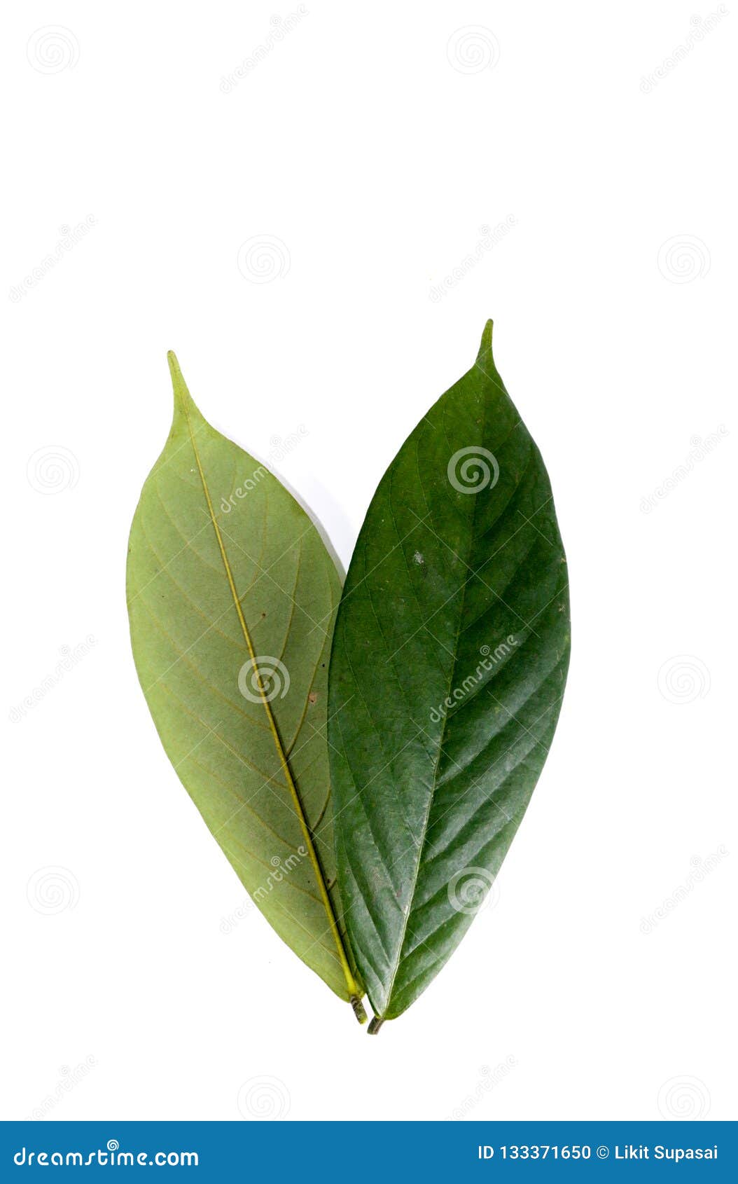 Leaf Tuba Root , Derris Thai White Background in Studio Stock Photo ...