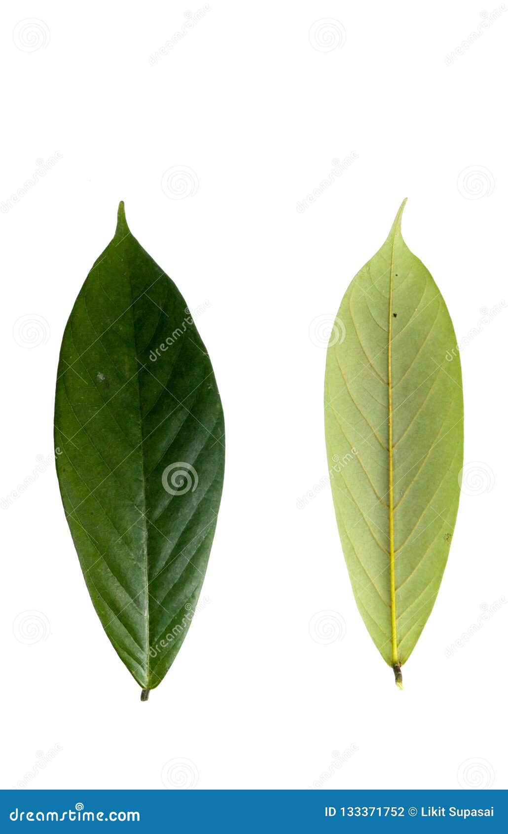 Leaf Tuba Root , Derris Thai White Background in Studio Stock Photo ...