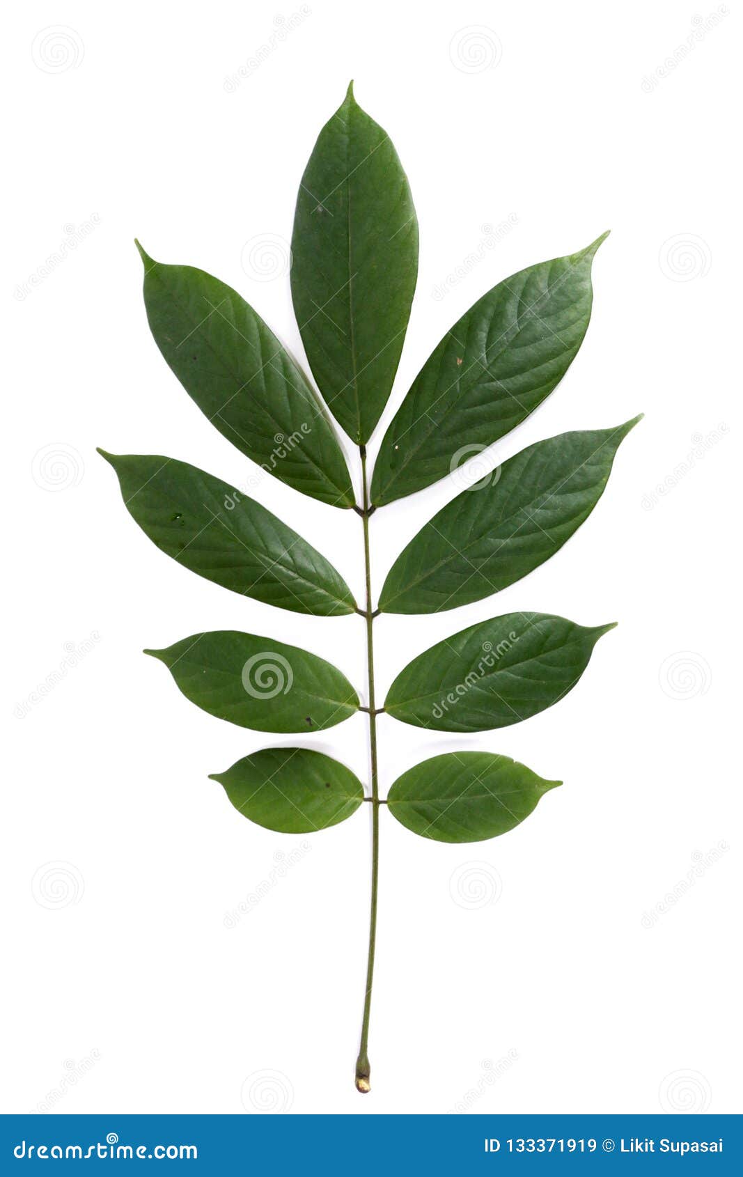 Leaf Tuba Root , Derris Thai White Background in Studio Stock Image ...