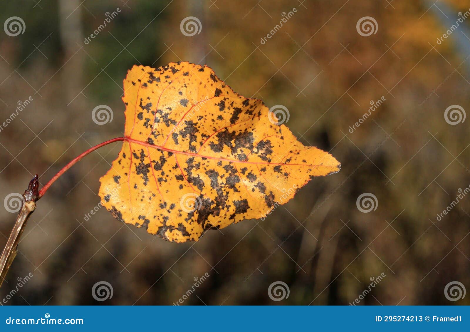 Leaf Turning Red During Fall Season On American Sweetgum Tree, Also ...