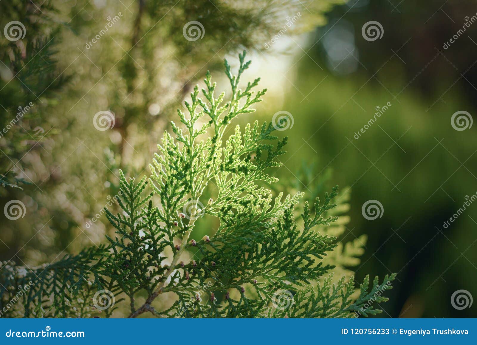 A leaf of tuya. stock image. Image of flower, background - 120756233