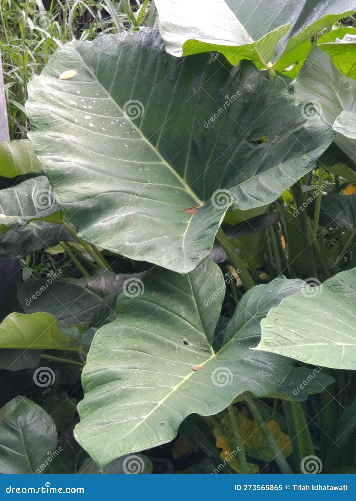 This Leaf is a Type of Taro Plant Which Has Various Types of Tubers ...