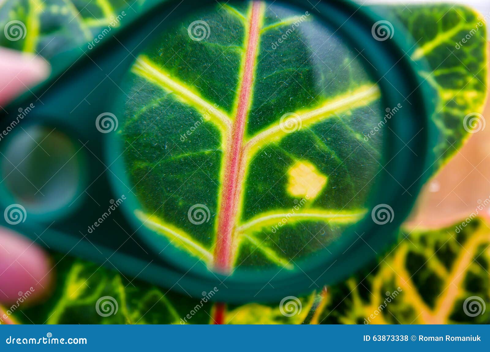Leaf Under Magnifying Glass Stock Photo - Image of lens, grow: 63873338