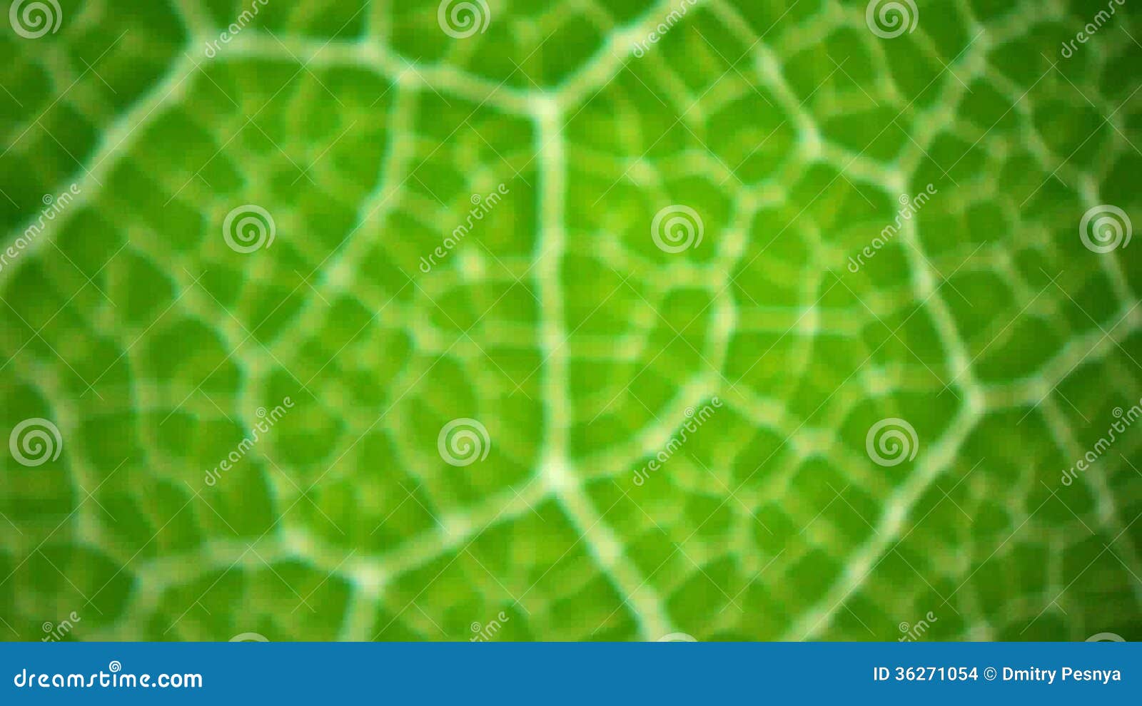 Chloroplasts Plant Cells Stock Footage & Videos - 14 Stock Videos