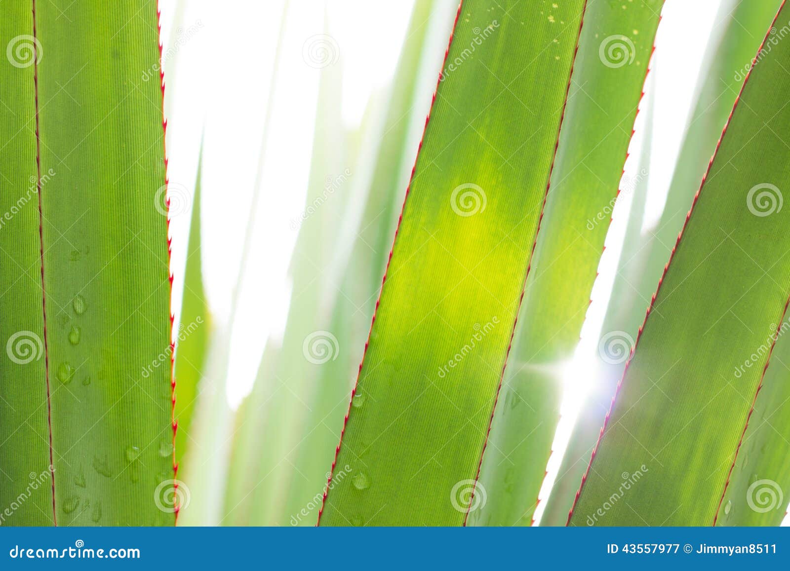 Leaf under sunlight stock image. Image of closeup, plant - 43557977