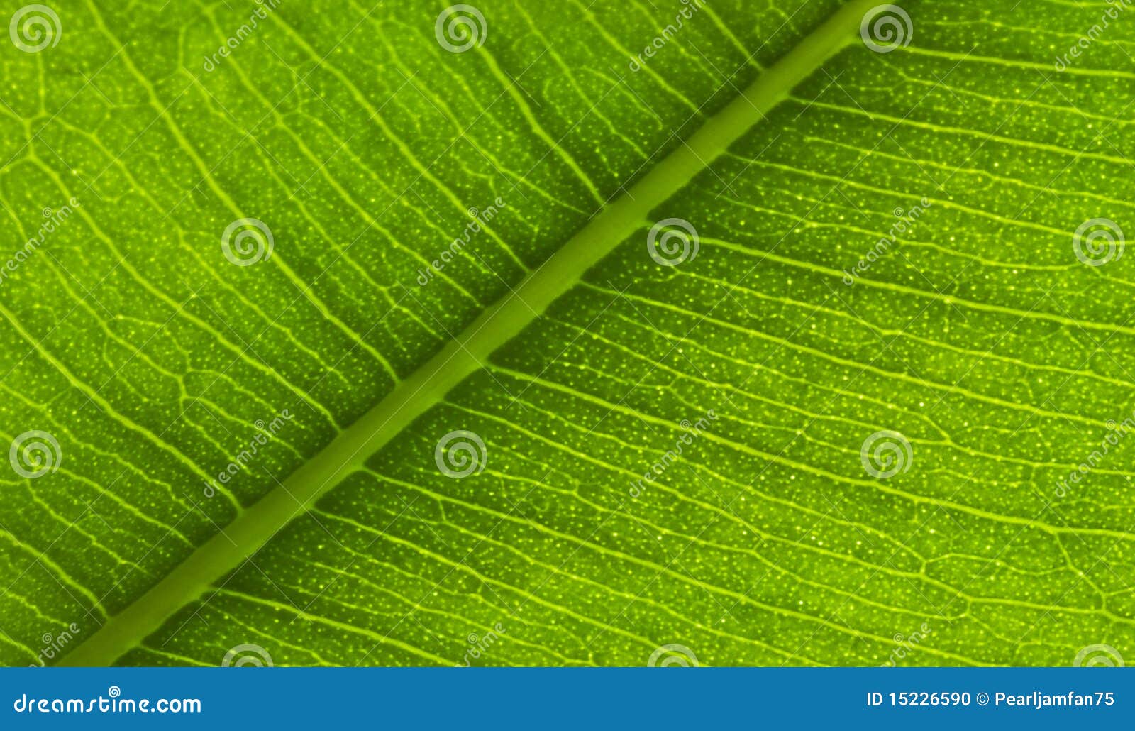Leaf underside stock photo. Image of nervure, nature - 15226590