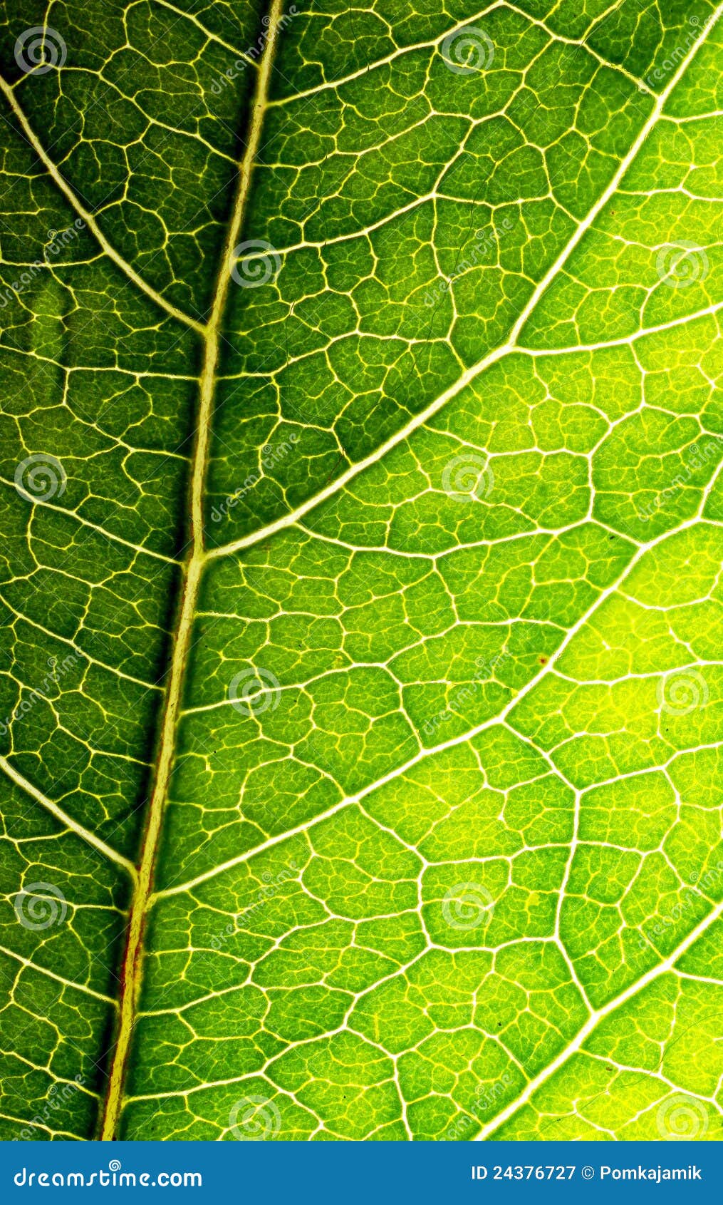 LEAF UNDERSIDE stock image. Image of macro, photosynthesis - 24376727