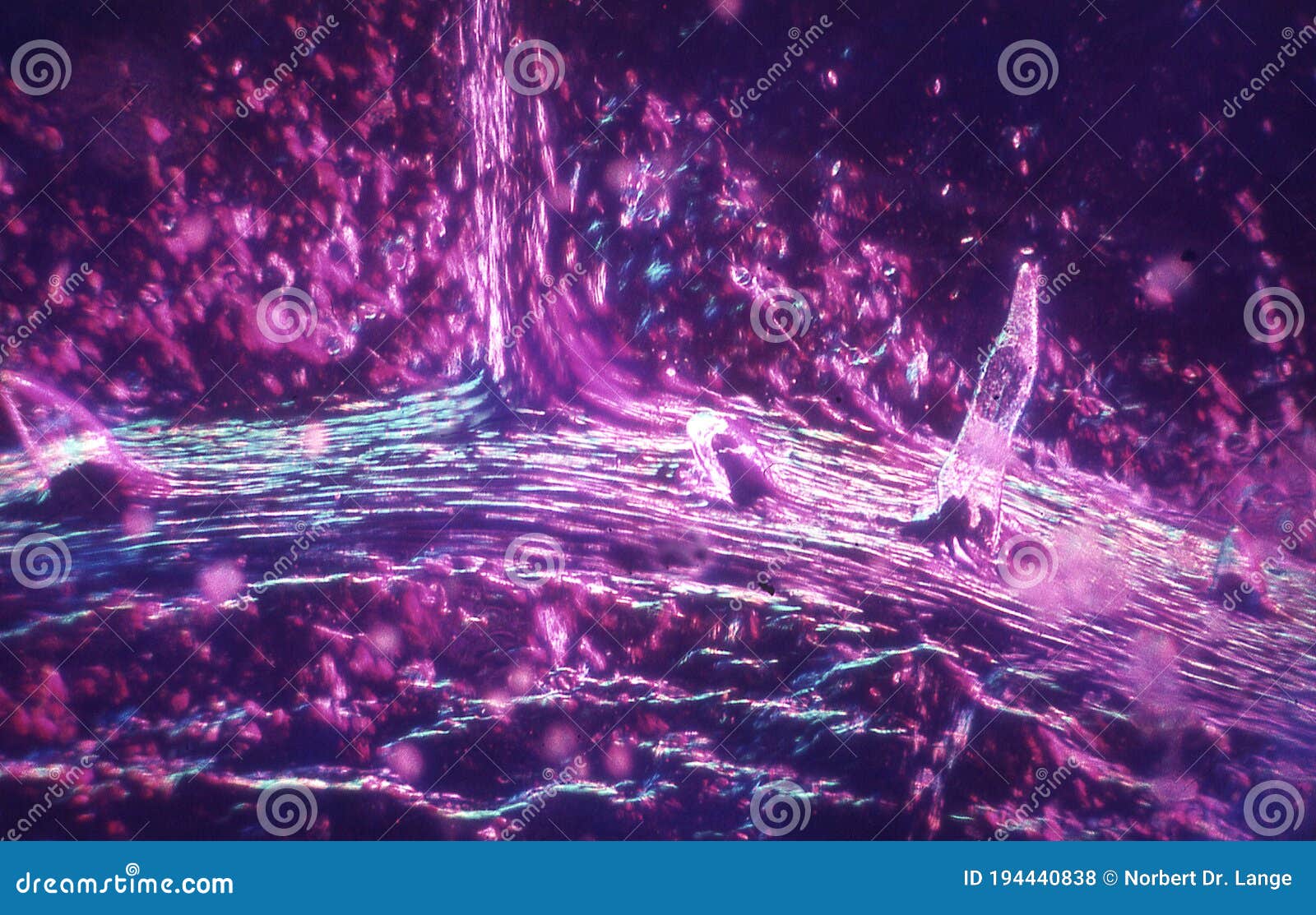 Leaf Underside of a Vine Leaf with Stomata Stock Illustration ...